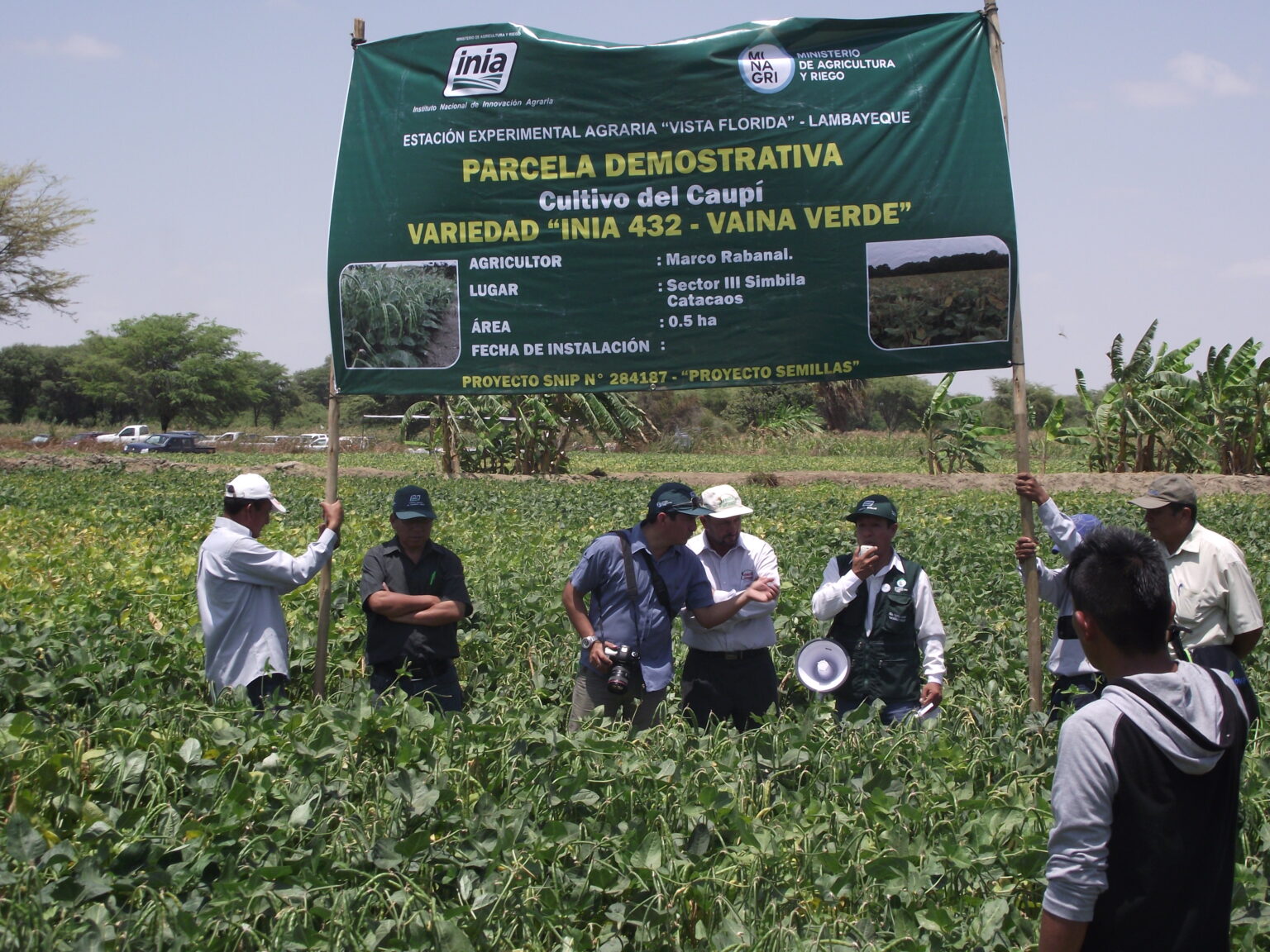 Caupí INIA 432 - Vaina Verde - SEMILLAS PIURANAS